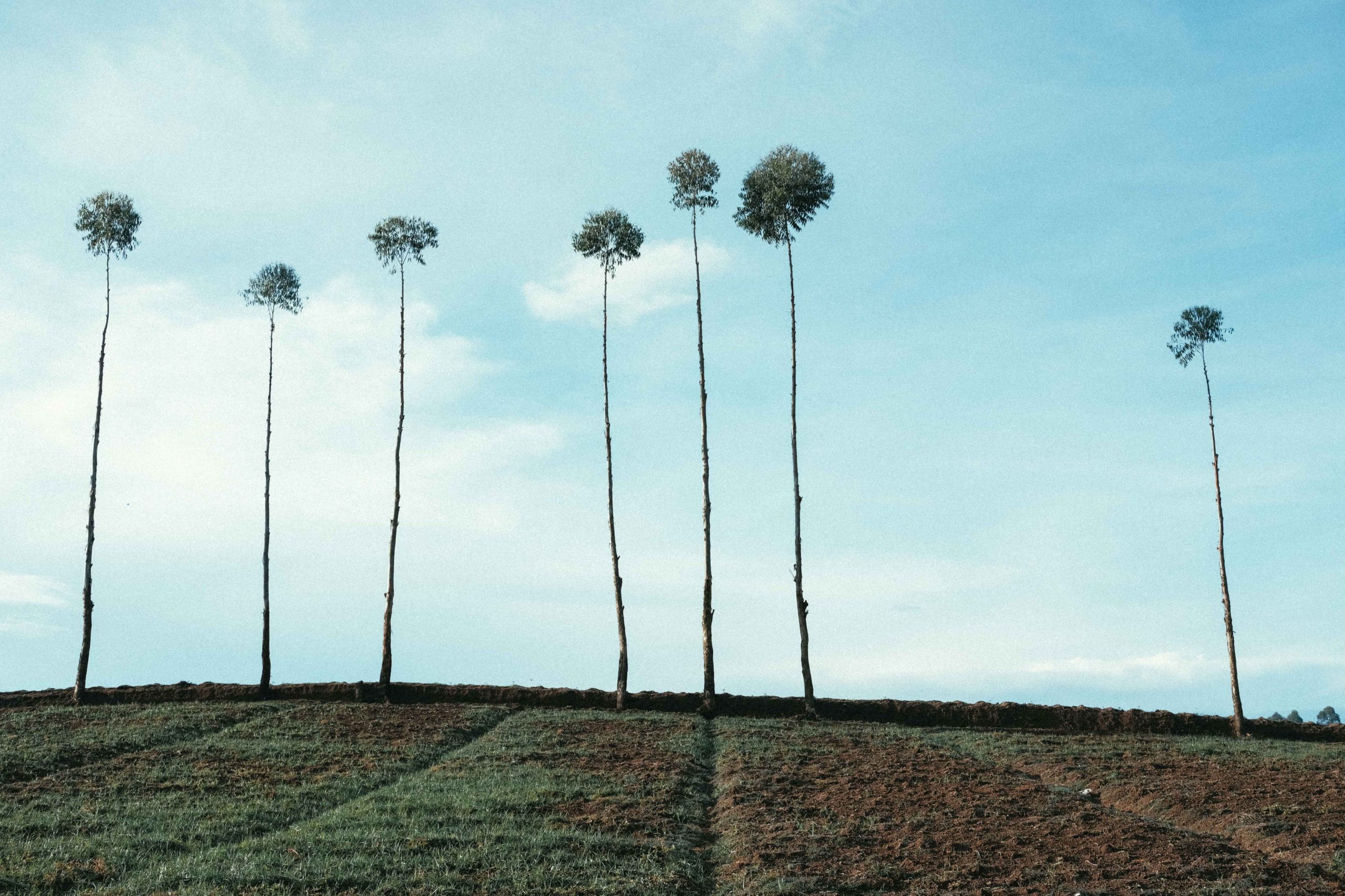 What Happens If You Jump Bail and How Can You Defend Yourself? - Baron Mag